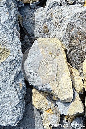Fossils Like Shells And Ammonites. Stock Photo | CartoonDealer.com ...
