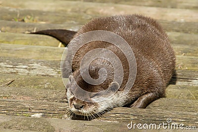 Fotografía De Una Nutria El Dormir Imagen de archivo - Imagen de liso ...