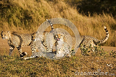 Four Cheetah On Safari Stock Photo | CartoonDealer.com #7462188