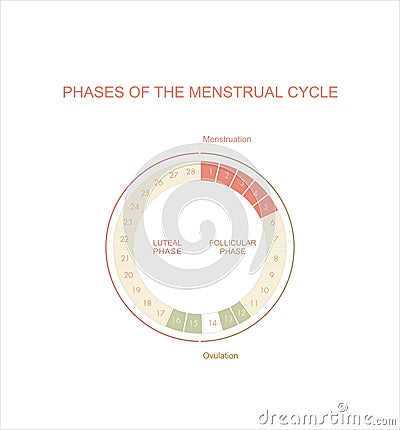 Menstrual Cycle Chart. The Four Main Phases. Cartoon Vector ...