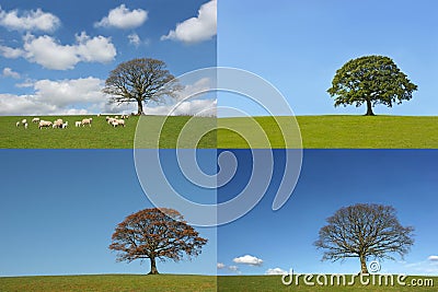 The Four Seasons Royalty Free Stock Image - Image: 2483386
