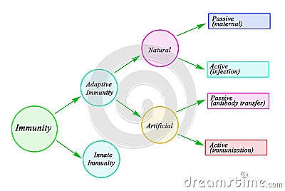 Types Of Human Immunity Royalty-Free Stock Photo | CartoonDealer.com ...