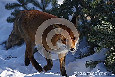 Red Fox Outside Den stock photo. Image of animal, furbearer - 10687312