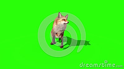 Fox Attacks Front Green Screen 3D Rendering Animation Animals Stock ...