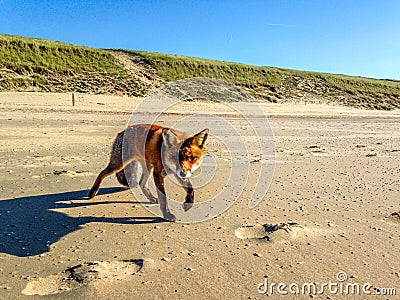 Fox On The Beach Royalty-Free Stock Image | CartoonDealer.com #61993162