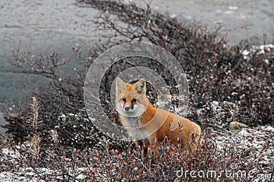 Fox In The Bush Royalty-Free Stock Photo | CartoonDealer.com #33334509