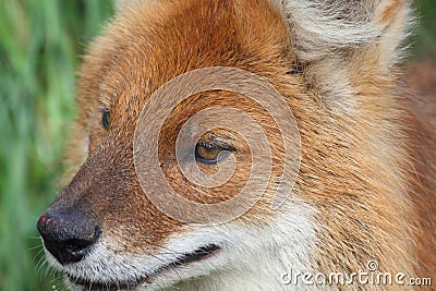 Fox Head Stock Image - Image: 11439101