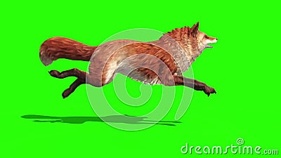 Fox Runcycle Side Green Screen 3D Rendering Animation Animals Stock ...