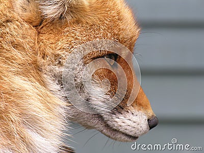 Fox's Face Royalty Free Stock Images - Image: 140419