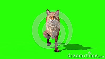Fox Walkcycle Front Green Screen 3D Rendering Animation Animals Stock ...