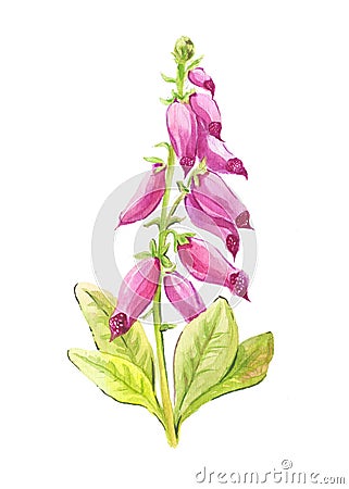 Foxglove In Watercolor, Hand-drawn Illustration Royalty-Free Cartoon ...