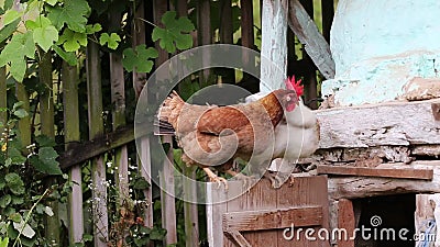 Free range hens fight stock footage. Video of bird, chicken - 43284112