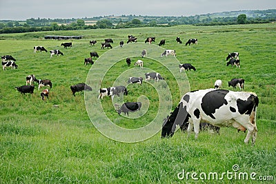 Cattle density, heads per square km, 2005[2586 × 1899] : r/MapPorn