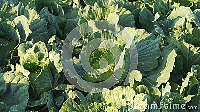 Fresh Big Cabbage with Wind Blow in a Farm Stock Video - Video of food ...