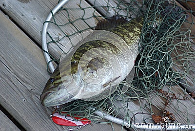Fresh Caught Bass Fish Stock Photography - Image: 19996052