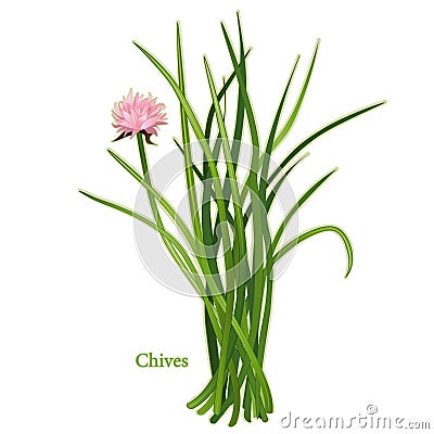 Fresh Chives Herb Cartoon Vector | CartoonDealer.com #12232783