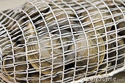 Fresh Clams In Mesh Seafood Bag Stock Photos - Image: 37826673