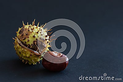 Fresh Close-up Green Spiny Chestnut Just From The Tree With Brown Nut ...
