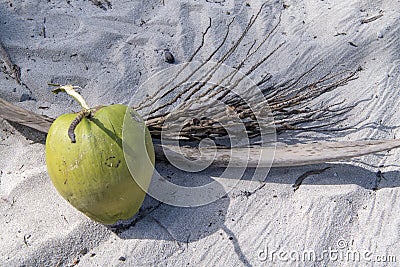 Fresh Coconut Fallen From Palm Tree Stock Photo | CartoonDealer.com ...