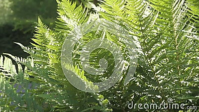 Fresh Green Cucumber Collection Outdoor on Market Stock Footage - Video ...