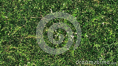 Fresh Green Grass Shot from Top View Stock Footage - Video of leaf ...