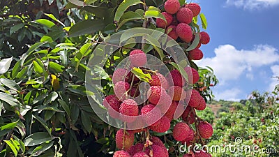Fresh Lychee Fruits Hanging on Branches. Stock Video - Video of ...