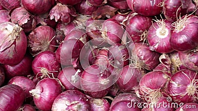 Fresh Organic Onion from Farm Close Up from Different Angle Stock Video ...