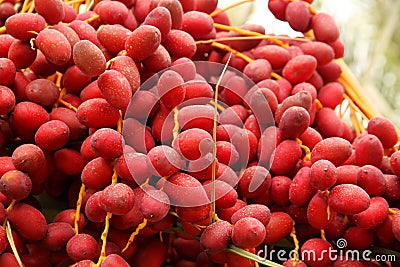 Fresh Red Dates Royalty Free Stock Image - Image: 24225216