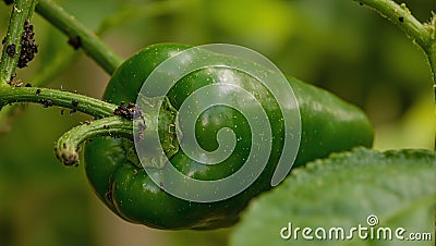 Fresh Serrano Pepper On Plant With Soil Particles Stock Photo ...