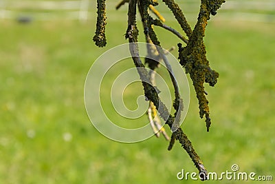 Fresh Twigs Of A Tree On A Blurred Green Background Royalty-Free Stock ...