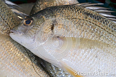 Fresh Yellow Fin Fish Stock Photo - Image: 33600310