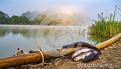 Freshly Caught Catfish On A Misty Riverside Royalty-Free Stock Photo ...
