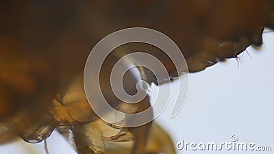 Freshwater Centipede Mouth and Claws Under the Microscope Stock Video ...