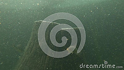 Freshwater Fish that Also are in the Danube River Stock Footage - Video ...