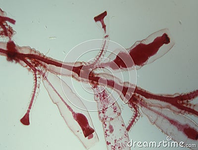 Freshwater Polyps Under The Microscope Royalty-Free Stock Image ...