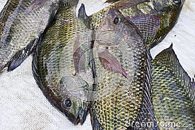 Freshwater Tilapia Fish Is Alive, Tilapia Fish Stock Photography ...