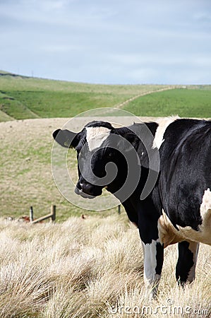 Friesian Cow Royalty Free Stock Image - Image: 13210016