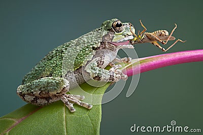 Frog Biting Grasshopper Stock Image - Image: 22024221