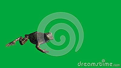 Frog Eat ,walk and Jump - Green Screen Stock Video - Video of natural ...