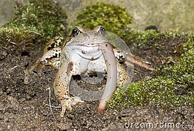 Frog Eating Head On View Royalty Free Stock Photography - Image: 1460777
