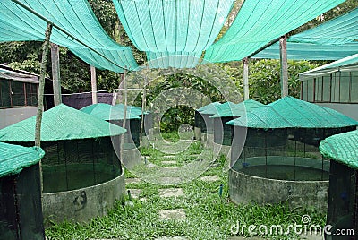 Frog Farm Royalty Free Stock Photography - Image: 31990647