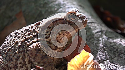 Frog in Forest Closeup, Toad Sunbathing in Leaves, Animals Face Macro ...