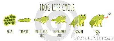 Frog Life Cycle. Stages Development And Growth Of Toad, Water Animal ...