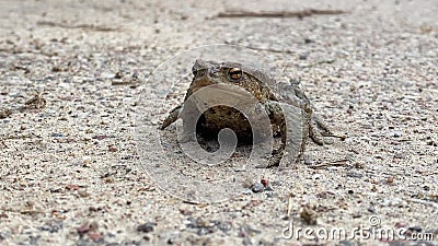 A Frog Looking at the Camera Stock Footage - Video of toad, reptile ...