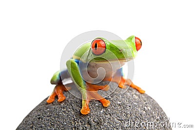 Frog On Rock Stock Image - Image: 2493831