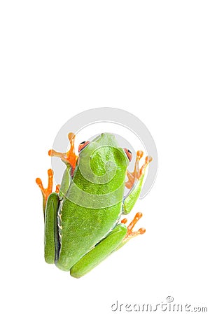 Frog Top View Isolated Royalty-Free Stock Photo | CartoonDealer.com ...