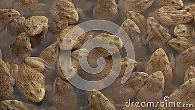 Frogs in a farm stock video. Video of large, aquatic - 276517559