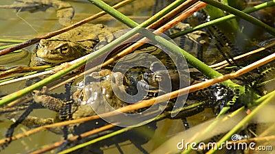 Frogs during reproduction stock video. Video of rana - 53192603