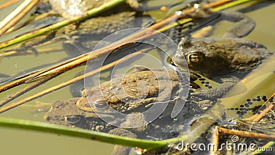 Frogs during reproduction stock footage. Video of lake - 53190200