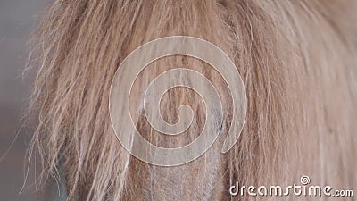 Front View of Chestnut Pony in a Stable Looking at Camera. Stock ...